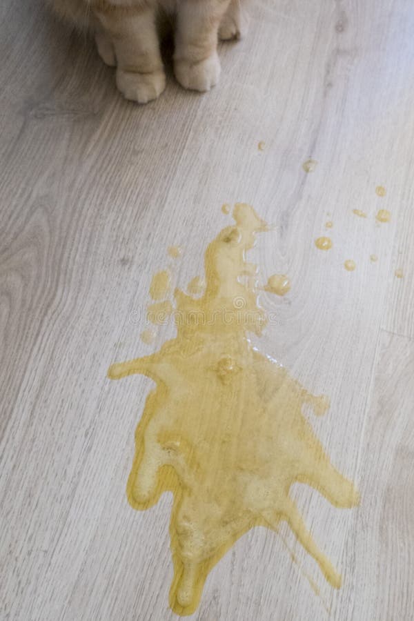 Vómito Real En El Suelo