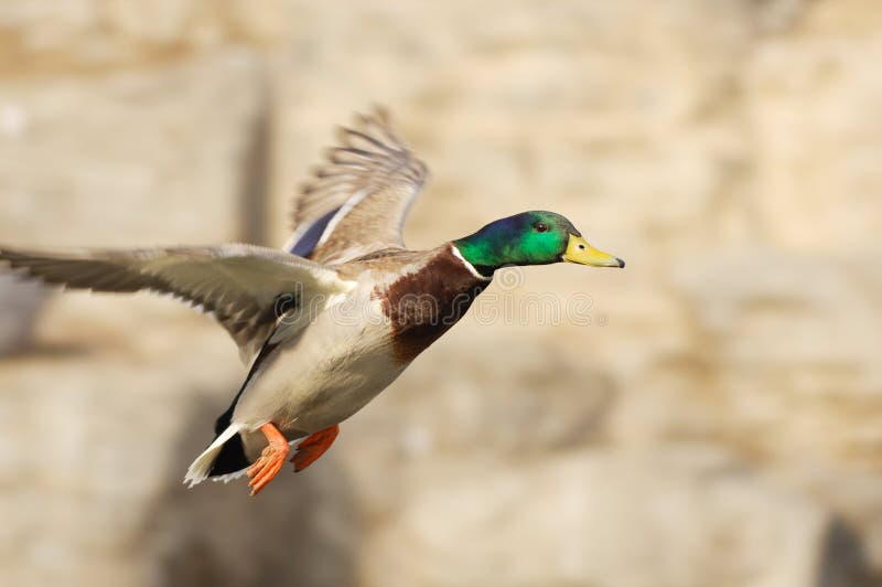 Pato voando sobre o lago foto de stock. Imagem de verde - 176374762
