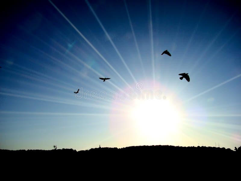Vögel im Himmel stockfoto. Bild von sonne, vier, himmel - 6182354