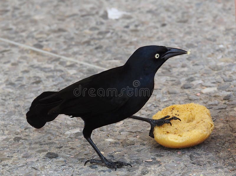 Vögel von Kuba stockbild. Bild von brot, flugblatt, kuba - 71783819