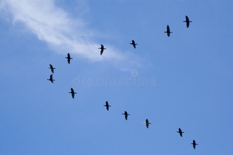 V formation stock image. Image of flap, wildlife, bird - 2462617