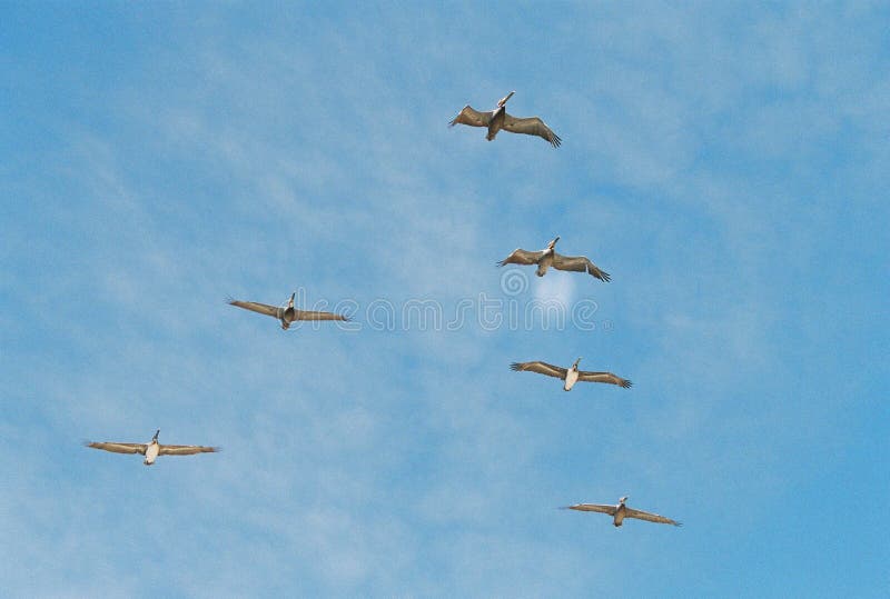 V formation stock photo. Image of clouds, birds, attack - 8891454