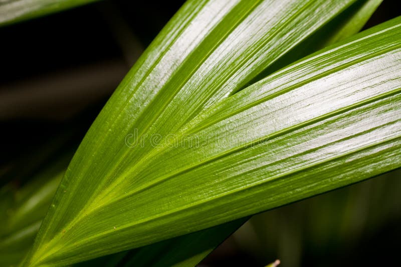 367 Waxy Surface Stock Photos - Free & Royalty-Free Stock Photos from ...