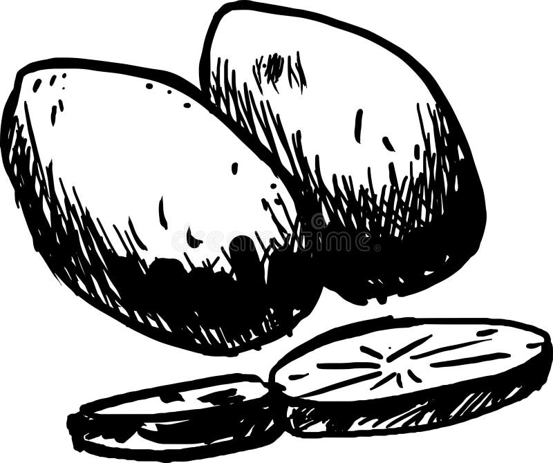 Sketch of a cassava leaf stock vector. Illustration of root - 261804243