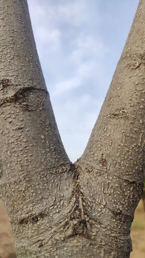 V Shape Tree Trunk, Close Up Image Stock Photo - Image of wild, timber ...