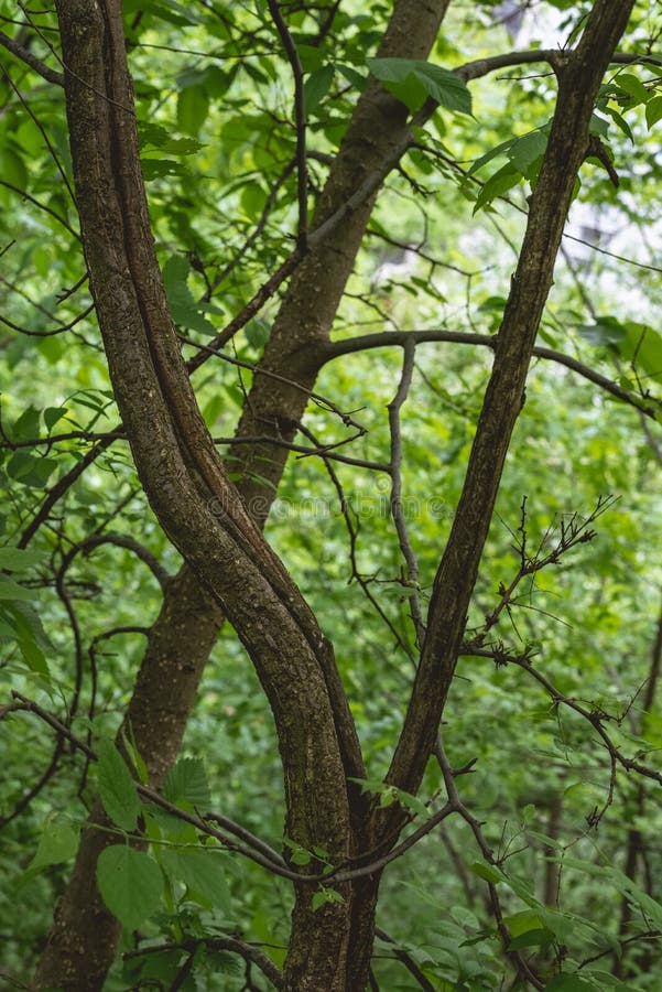V shaped tree. stock photo. Image of wood, forest, green - 117166242