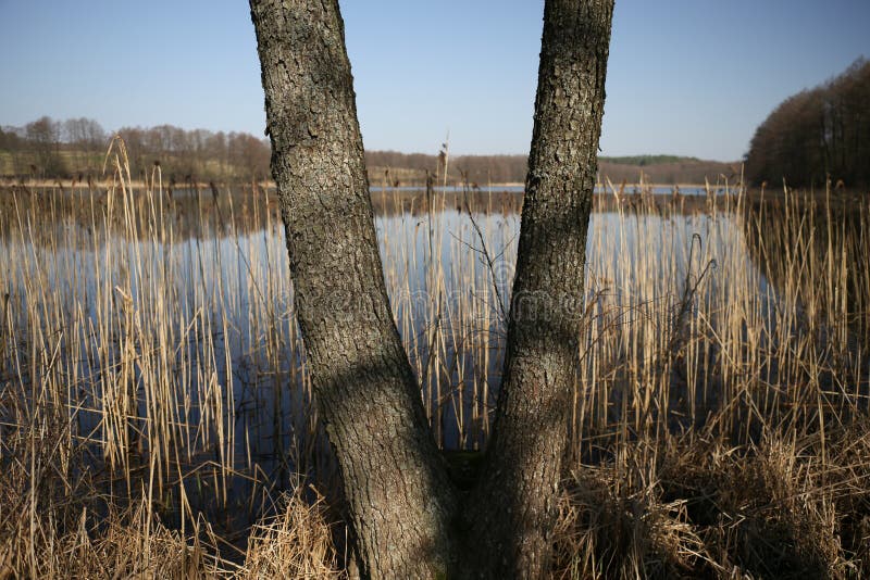 V shaped tree stock image. Image of ornamental, lawn - 37132455