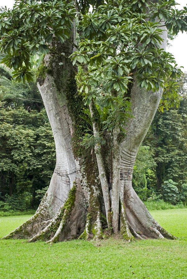 V shaped tree trunk stock photo. Image of forest, trees - 80237048