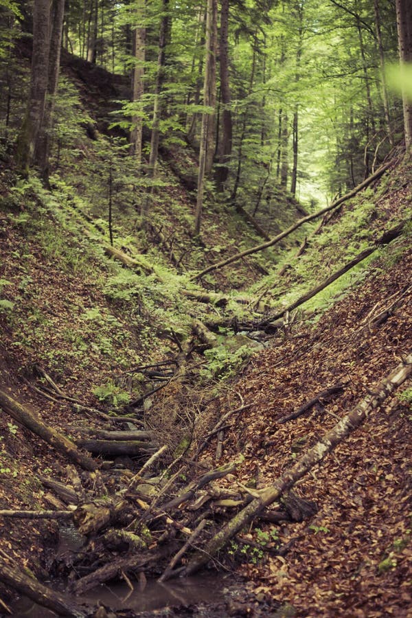 V Shaped Valley Inside of a Forest Stock Photo - Image of trees ...
