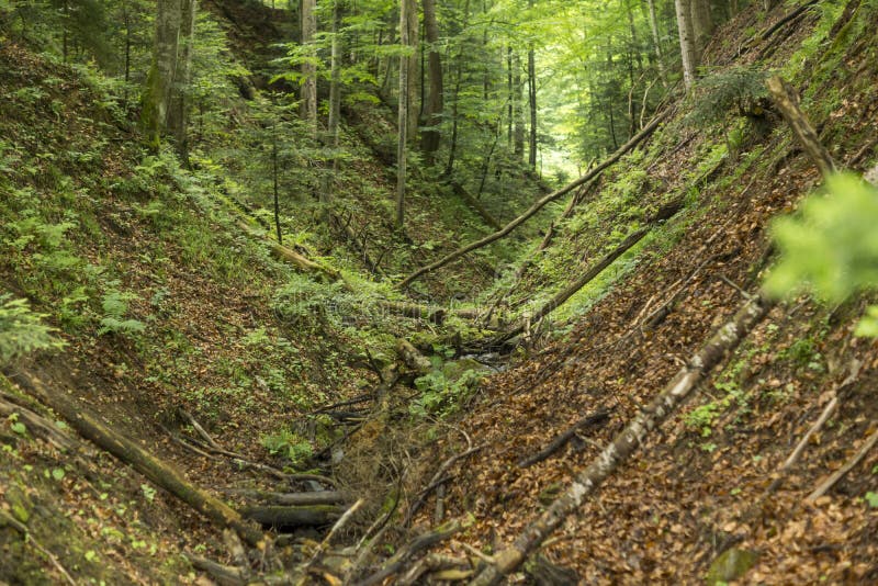 V Shaped Valley Inside of a Forest Stock Image - Image of bieszczady ...