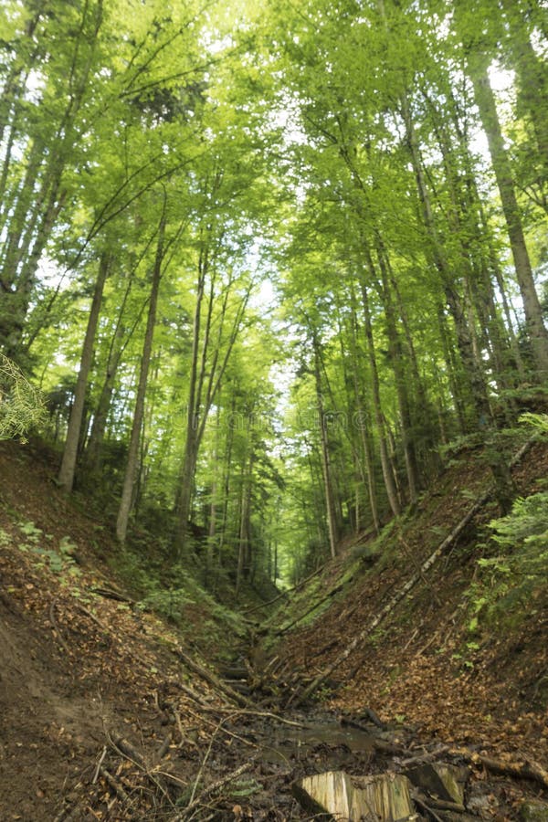 V Shaped Valley Inside of a Forest Stock Photo - Image of river, forest ...