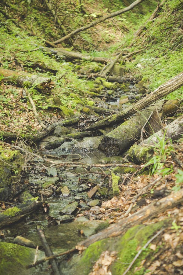 V Shaped Valley Inside of a Forest Stock Image - Image of river, forest ...