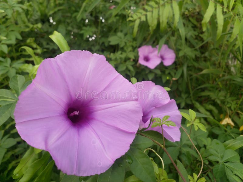 V for violet, f for flower stock image. Image of lilac - 206890117