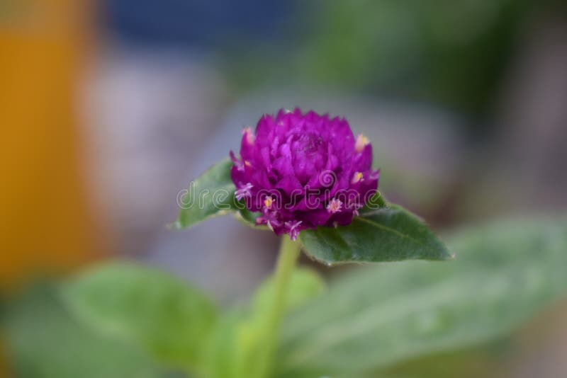 Vaada Stock Photos - Free & Royalty-Free Stock Photos from Dreamstime