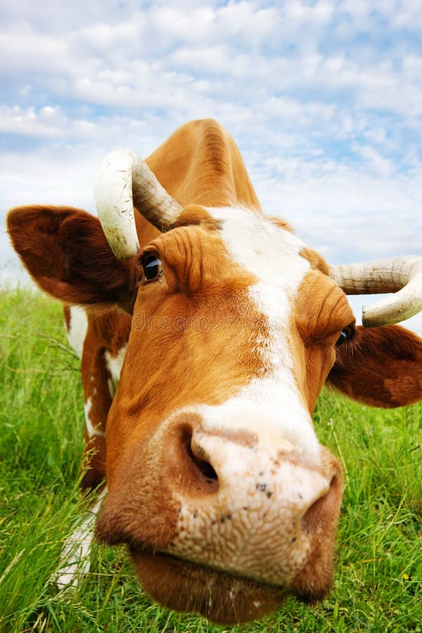 Vaca imagen de archivo. Imagen de come, curiosidad, color - 10235401