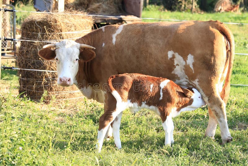 Vaca imagen de archivo. Imagen de color, amor, animal - 11165521