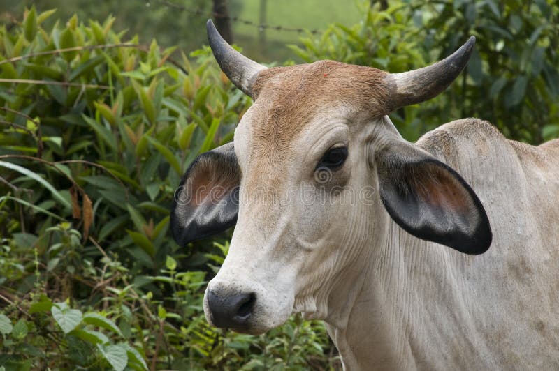 Vaca foto de archivo. Imagen de heno, vacas, vaca, farmland - 11699314