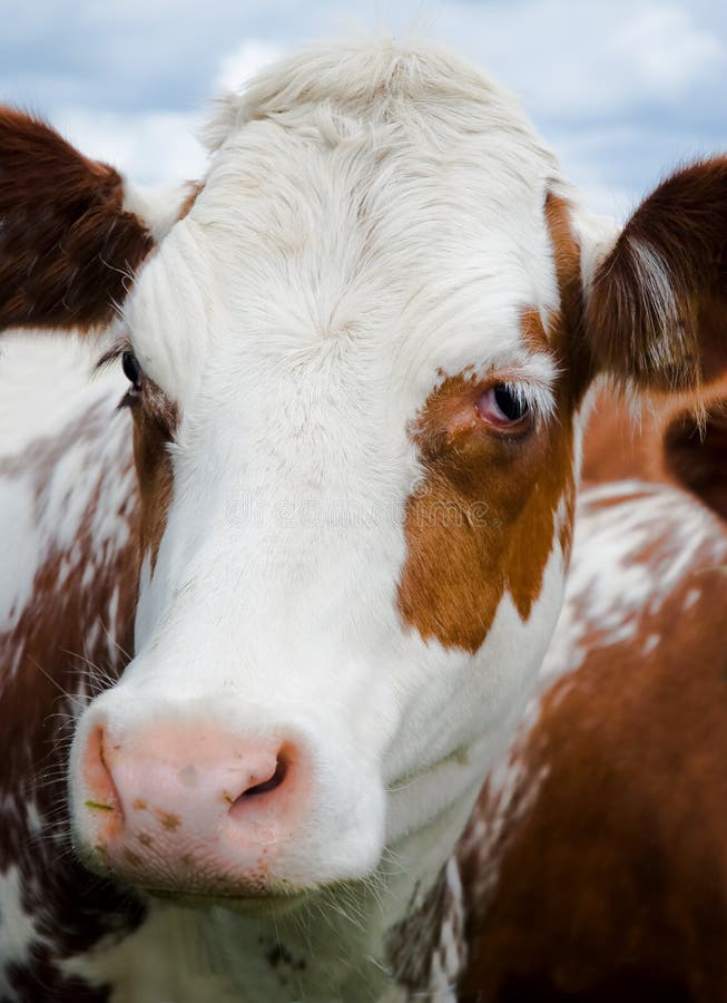 Vaca imagen de archivo. Imagen de vaca, leche, ubre, cubo - 12051651