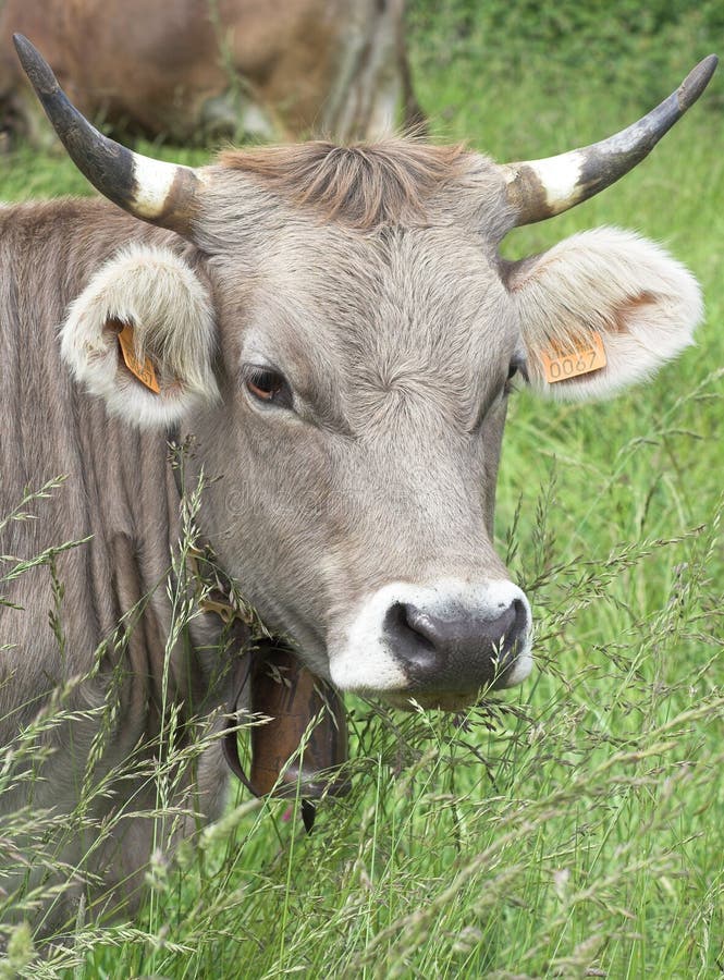 Vaca imagen de archivo. Imagen de hierba, ganados, leche - 1433397