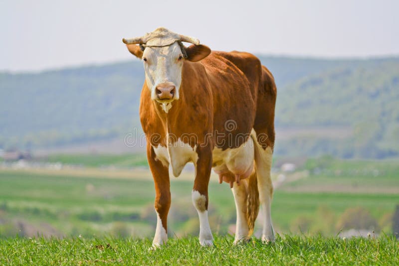 Vaca imagem de stock. Imagem de grama, fero, sunshine - 14759997