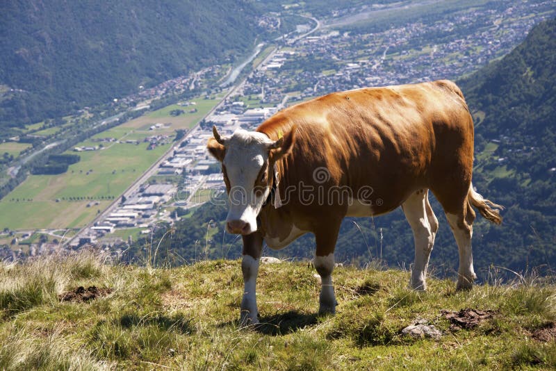 Vaca imagem de stock. Imagem de pasto, ruminante, naughty - 15230709