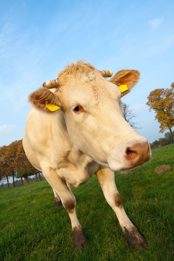 Vaca imagem de stock. Imagem de gado, nave, verde, agricultura - 17356517