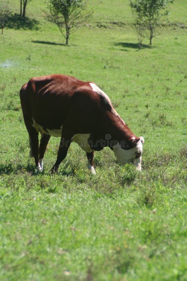 Vaca Imagen. Imagen: 1778660