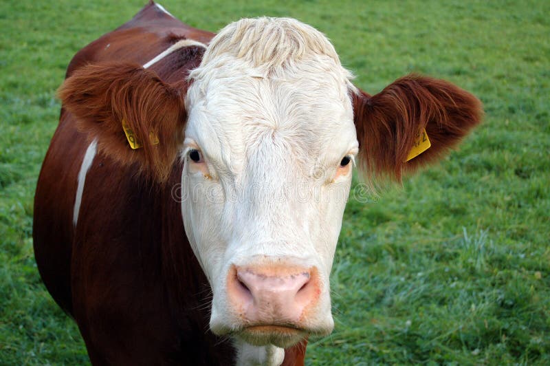 Vaca imagen de archivo. Imagen de pasto, agricultura, hierba - 1986317