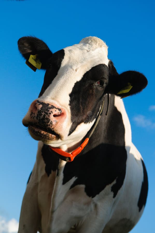 Vaca foto de archivo. Imagen de cierre, holanda, vaca - 20127738
