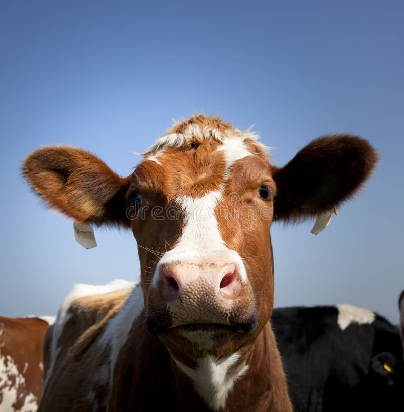 Vaca imagen de archivo. Imagen de diario, negro, rural - 21482275