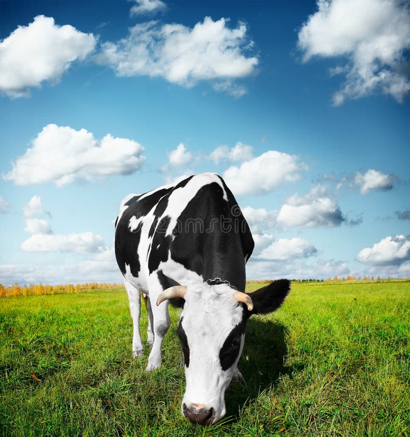 Vaca foto de archivo. Imagen de limpio, caminar, vaca - 22335514