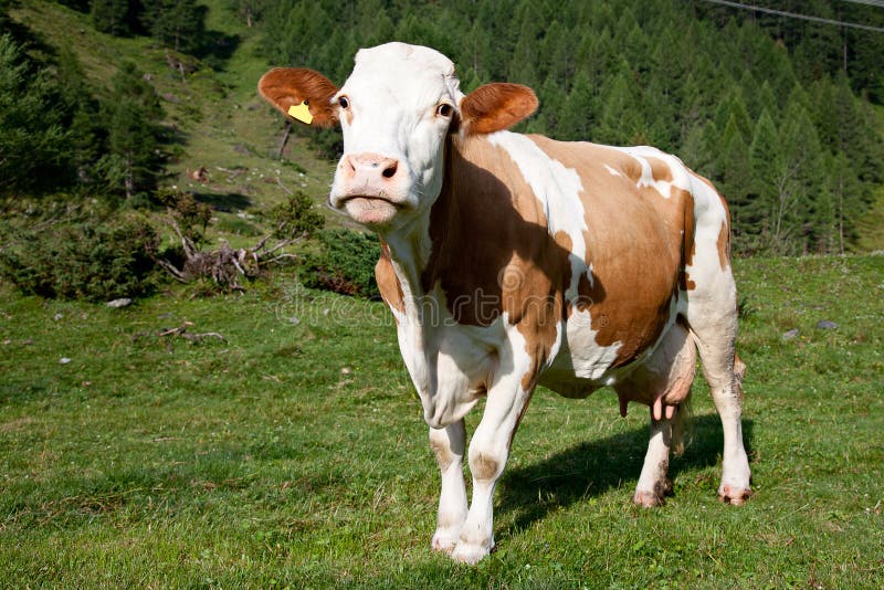 Vaca imagen de archivo. Imagen de vacas, verde, condujo - 23112803