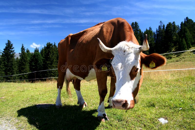 Vaca foto de archivo. Imagen de alimento, cielo, vaca - 3000554