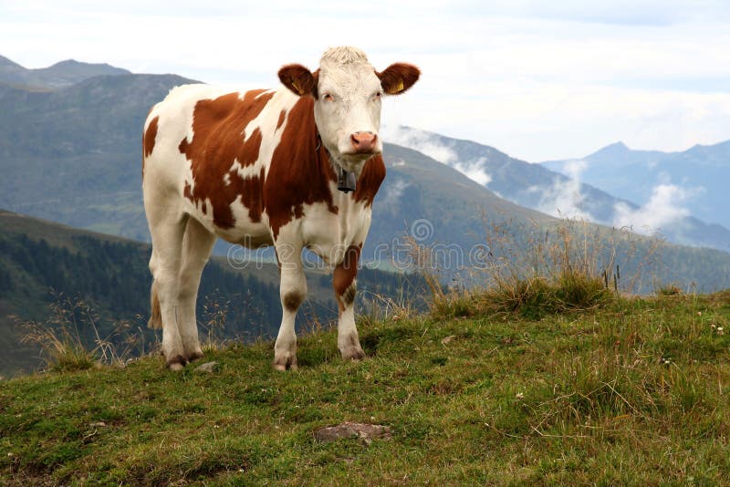 Vaca imagen de archivo. Imagen de tirol, granja, cubo - 3034875