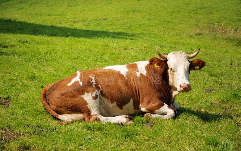 Vaca imagem de stock. Imagem de turismo, agricultura, leiteria - 3170149