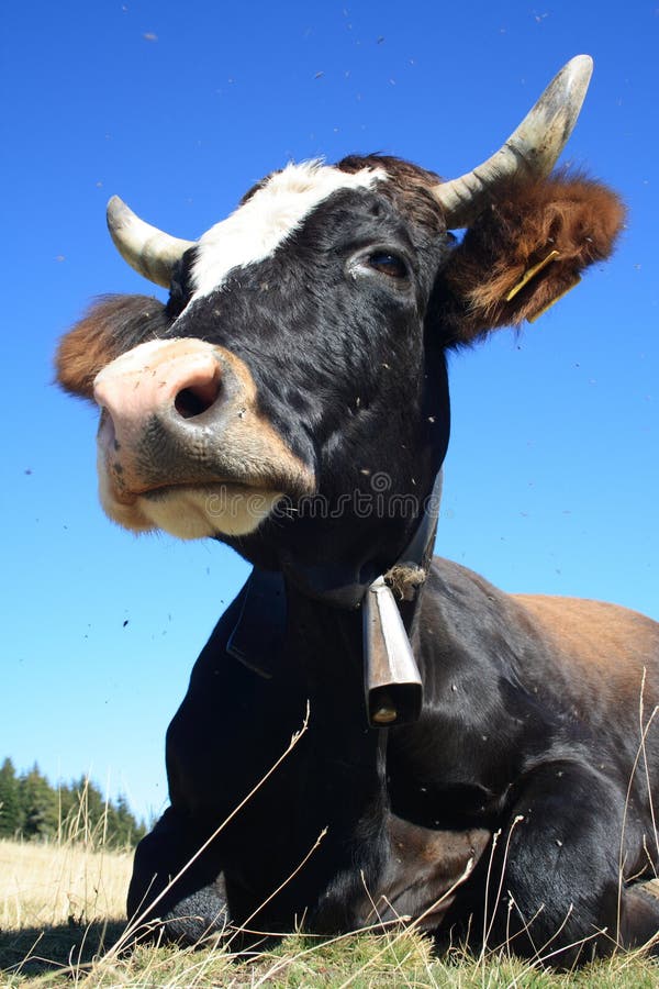 Vaca imagem de stock. Imagem de vaca, cultivar, agricultura - 3419257