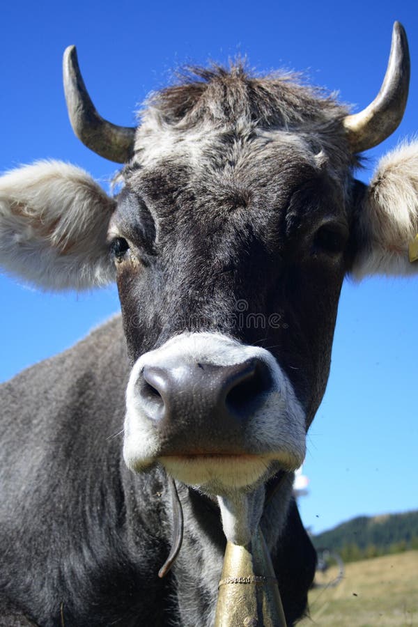 Vaca imagen de archivo. Imagen de vaca, ganados, carne - 3419357