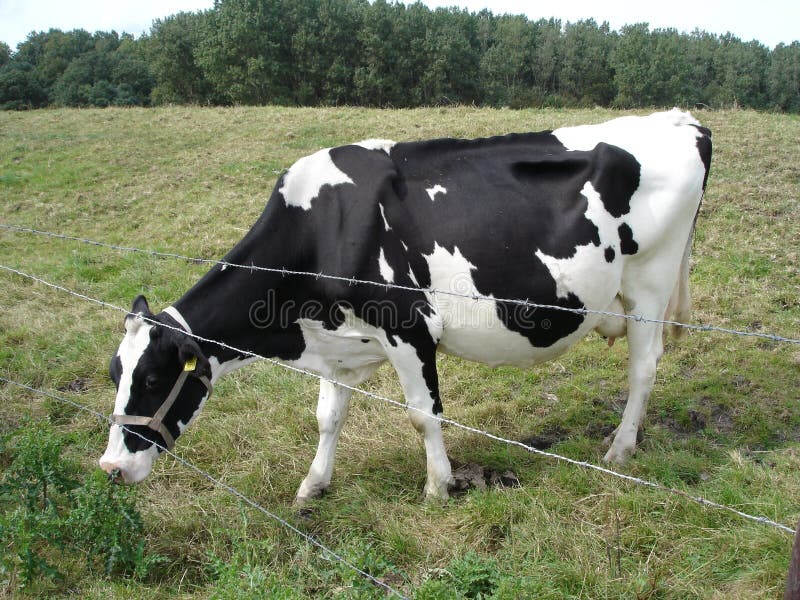 Vaca Imagen. Imagen: 4289973