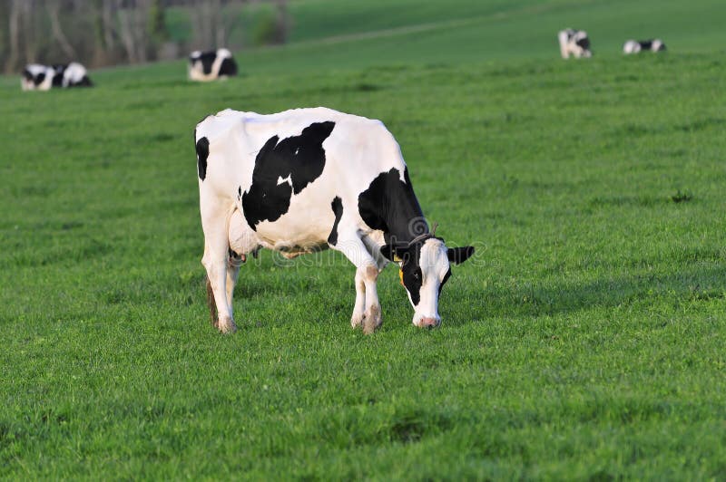 Vaca imagem de stock. Imagem de gado, idéias, comer, carne - 5000327