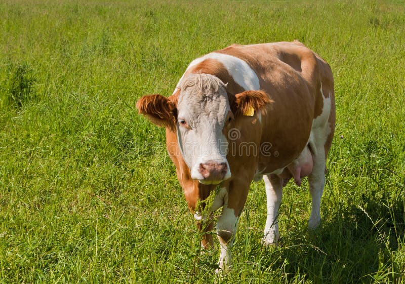 Vaca foto de archivo. Imagen de primer, cubo, rural, ganados - 55848862