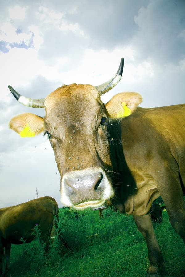 Vaca imagem de stock. Imagem de biografia, animal, pasto - 5623799