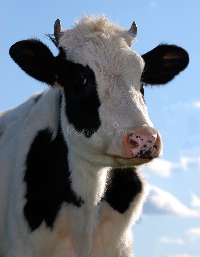 Manchas De Vaca Azul Fotos de stock - Fotos libres de regalías de ...