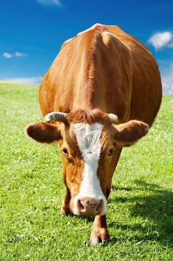 Vaca foto de archivo. Imagen de vaca, aldea, cubo, azul - 5822434
