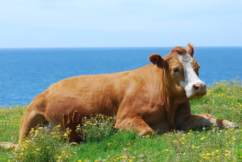 Vaca imagem de stock. Imagem de assento, exterior, azul - 6726499