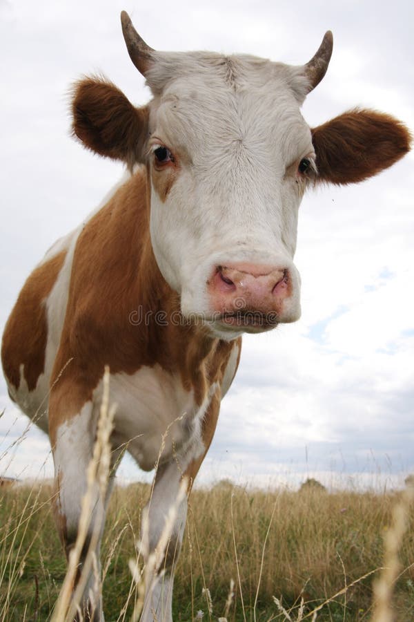 Vaca imagen de archivo. Imagen de cubo, verde, nadie, verano - 7108217