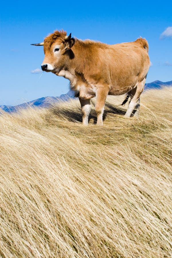 Vaca foto de stock. Imagem de campo, animal, vertical - 7129368