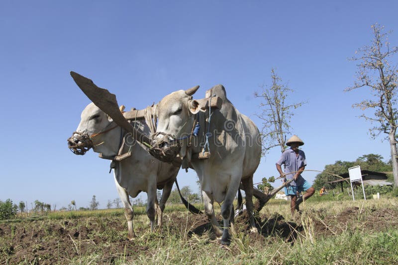 741 Arado De Las Vacas Fotos de stock - Fotos libres de regalías de ...