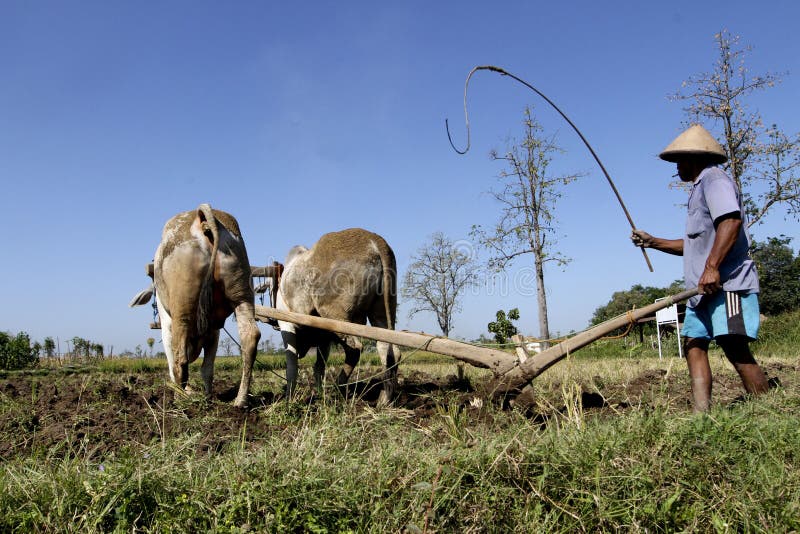 741 Arado De Las Vacas Fotos de stock - Fotos libres de regalías de ...