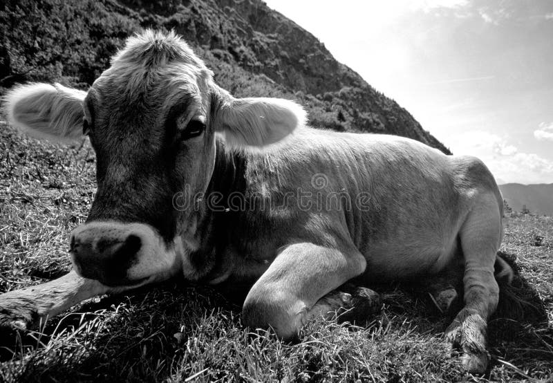 Vaca Imagen. Imagen: 86256