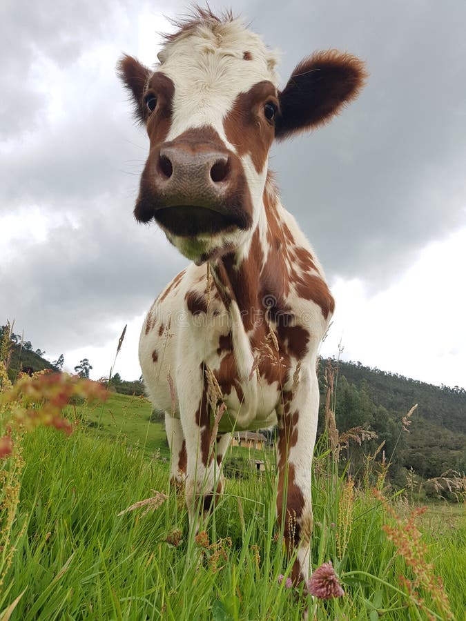 Vaca Com Boca Aberta Fotos - Fotos de Stock Gratuitas e Fotos Royalty ...